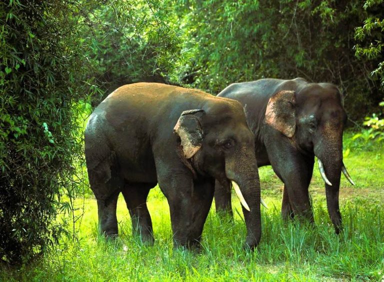 5 Must-Visit Best Wildlife Sanctuary In Odisha